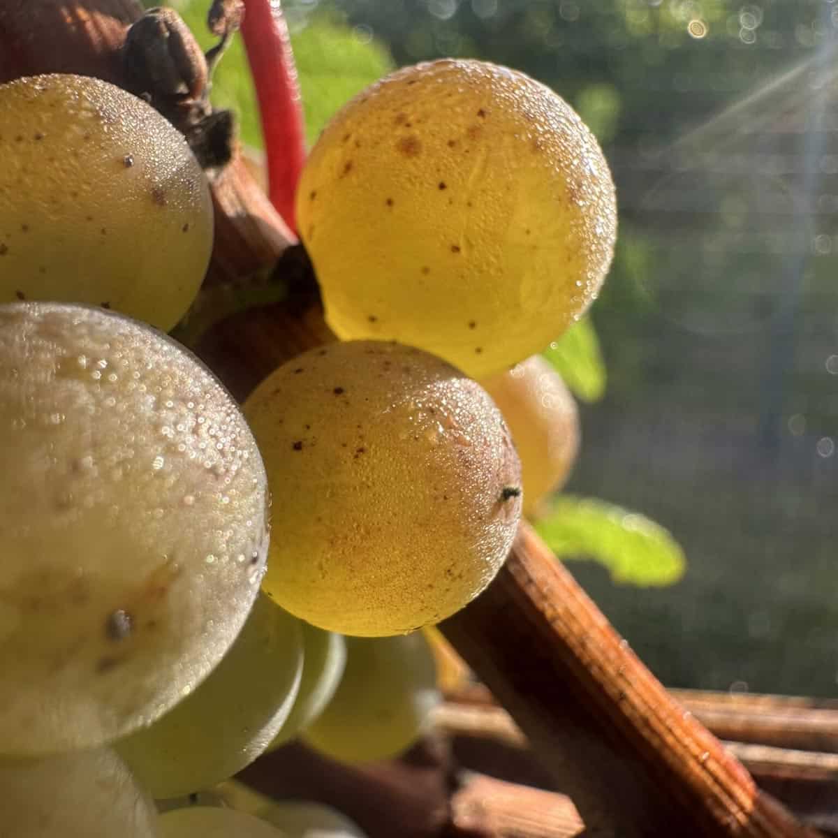 Farming - Farmer Wines